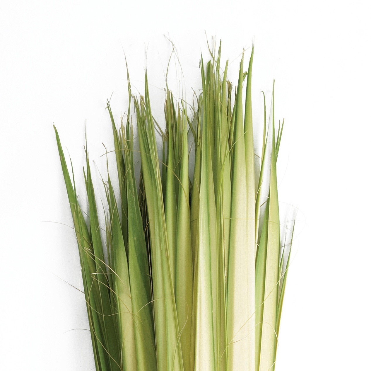 Catholic Palm – Premium palm for Palm Sunday celebrations